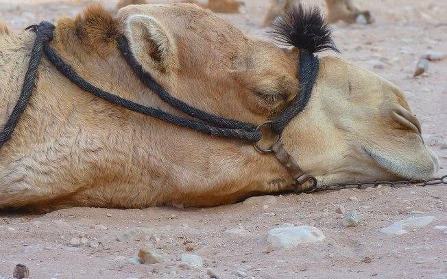 10 mil camelos serão mortos a tiros na Austrália